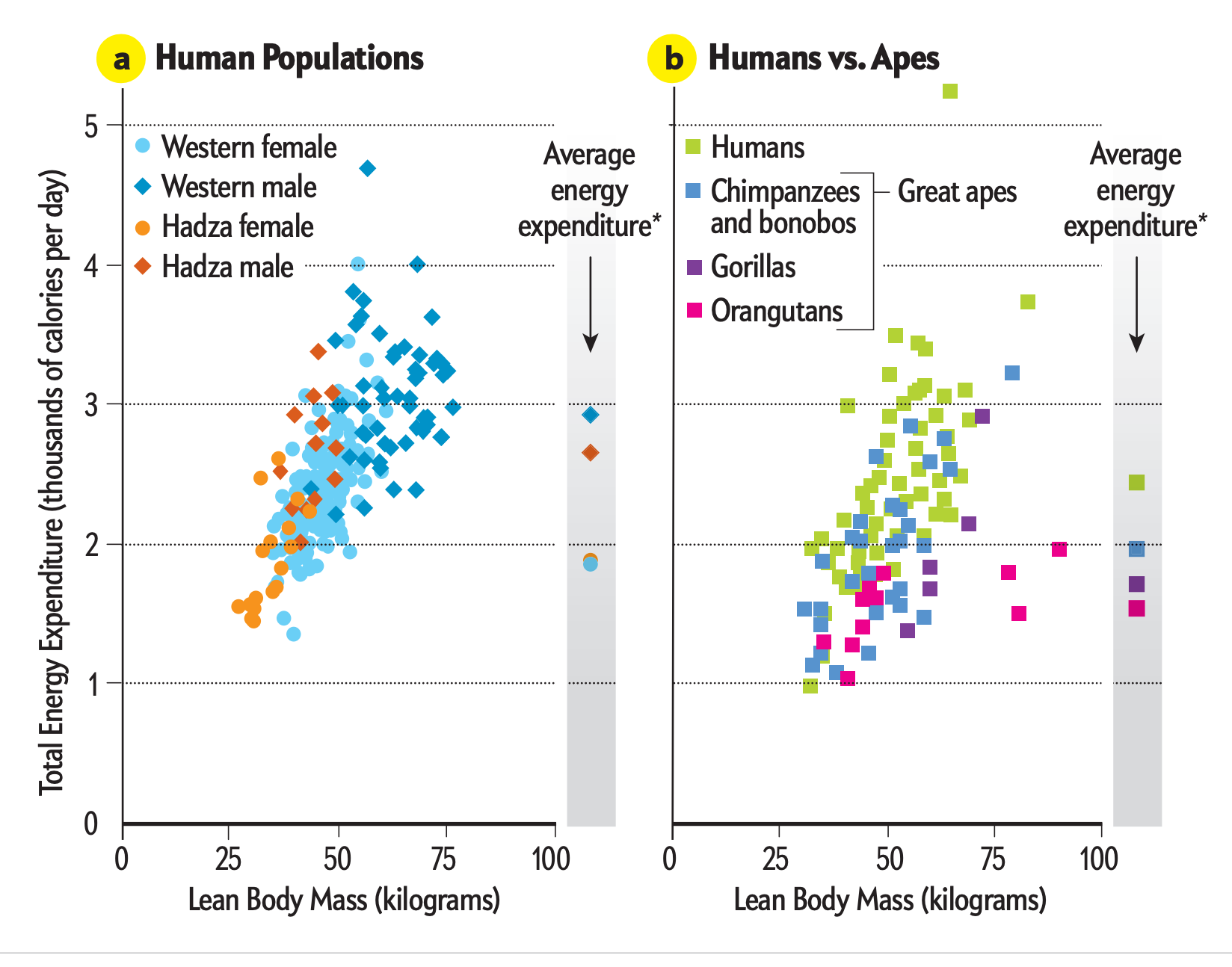 Graphs We Care About: Fixed Human Energy Expenditure